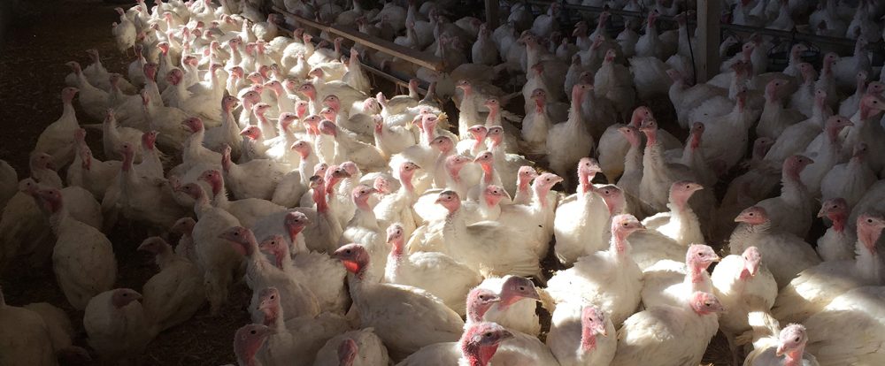 Turkey Farming in Lancaster County- Garden Spot Village