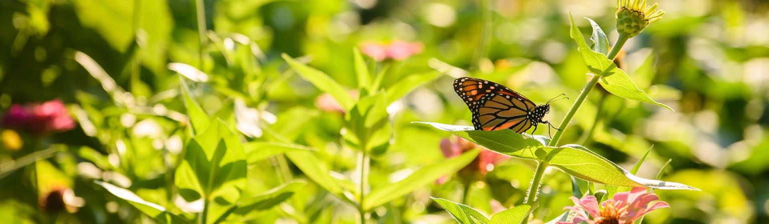 Teepa Snow Approach to Dementia Care - Garden Spot Village